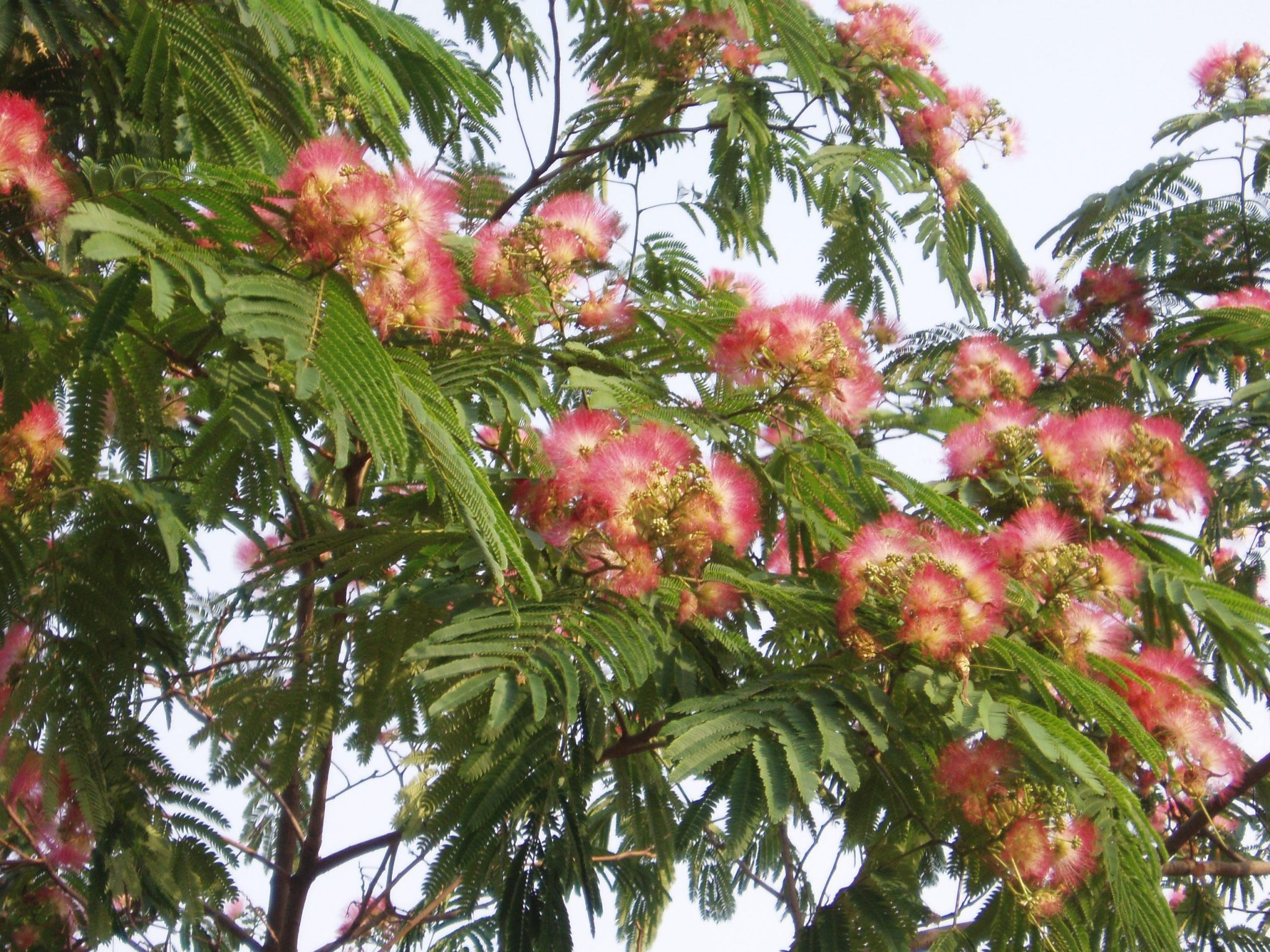 Selyemakác gondozása – NaturGarden Kertgondozás és Kertfenntartás